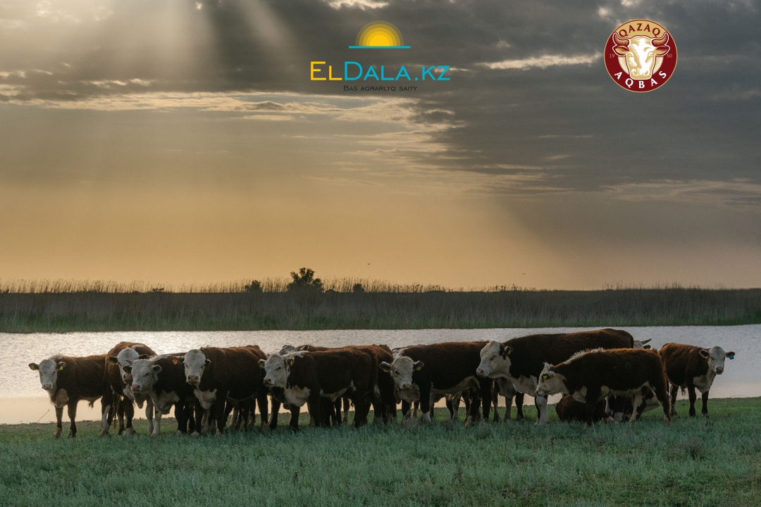 АгроКараван Мясо 2025